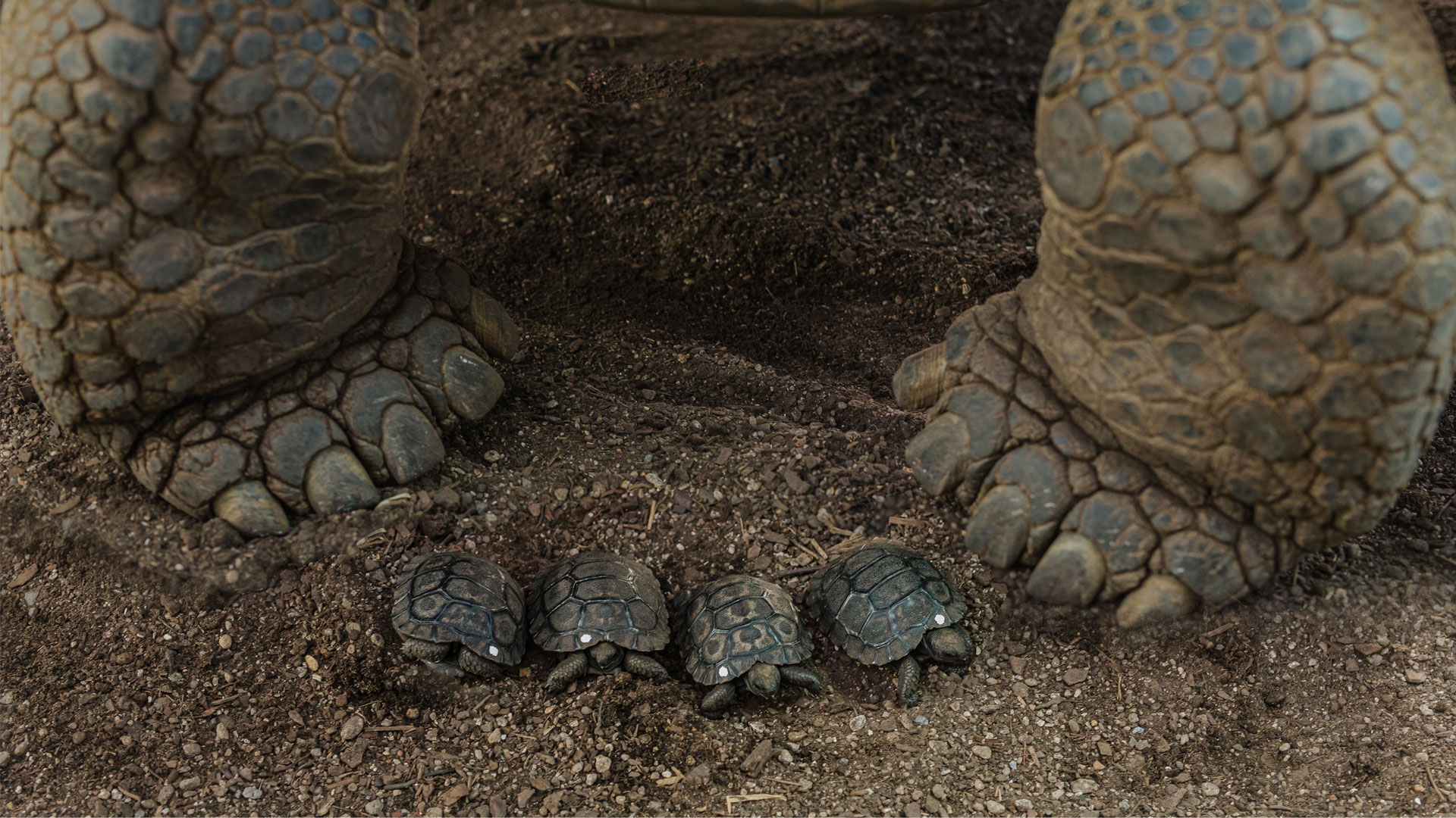 Zoo celebrates endangered Galápagos tortoises hatchings | Tourism Ticker